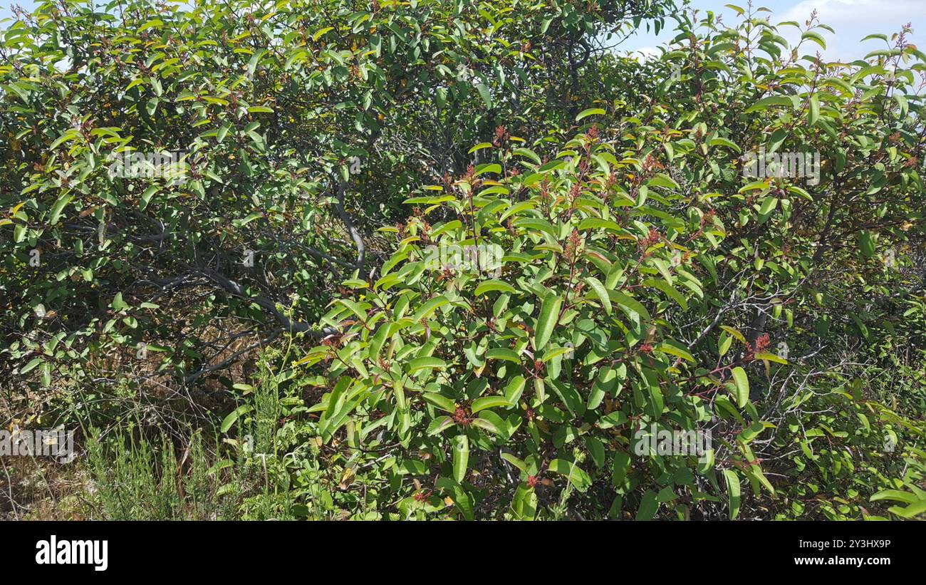 laurel sumac (Malosma laurina) Plantae Stock Photo - Alamy