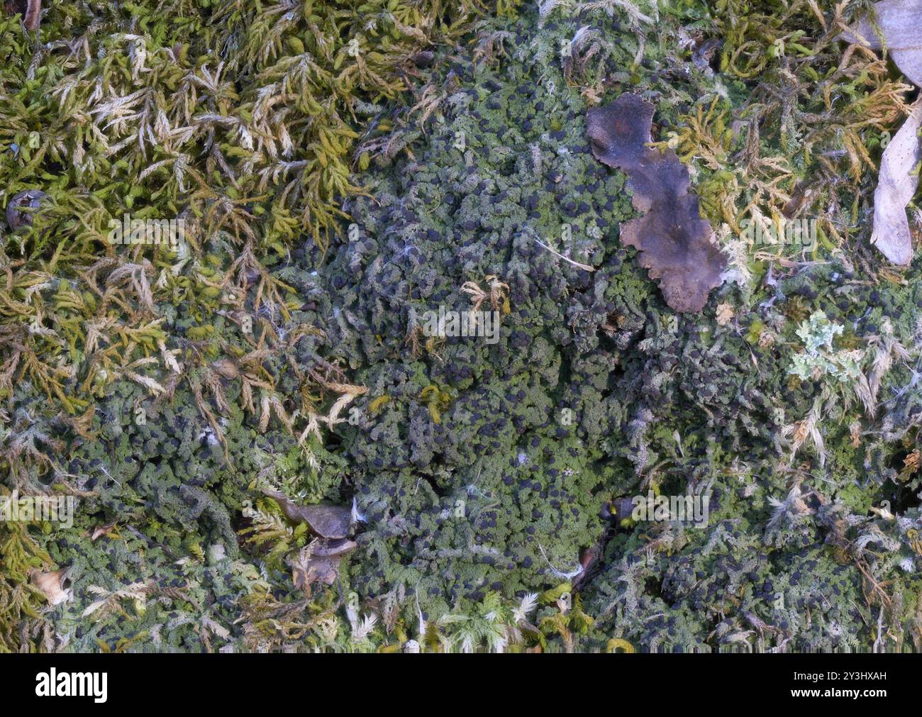Dot Lichens (Bacidia) Fungi Stock Photo - Alamy