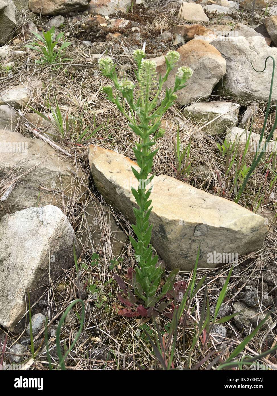 field peppergrass (Lepidium campestre) Plantae Stock Photo - Alamy