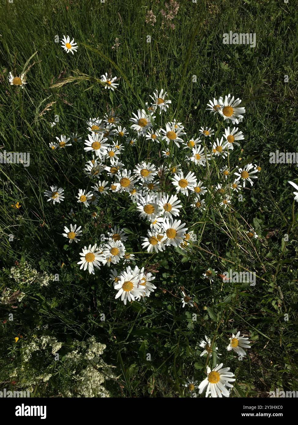 oxeye daisy (Leucanthemum vulgare) Plantae Stock Photo - Alamy