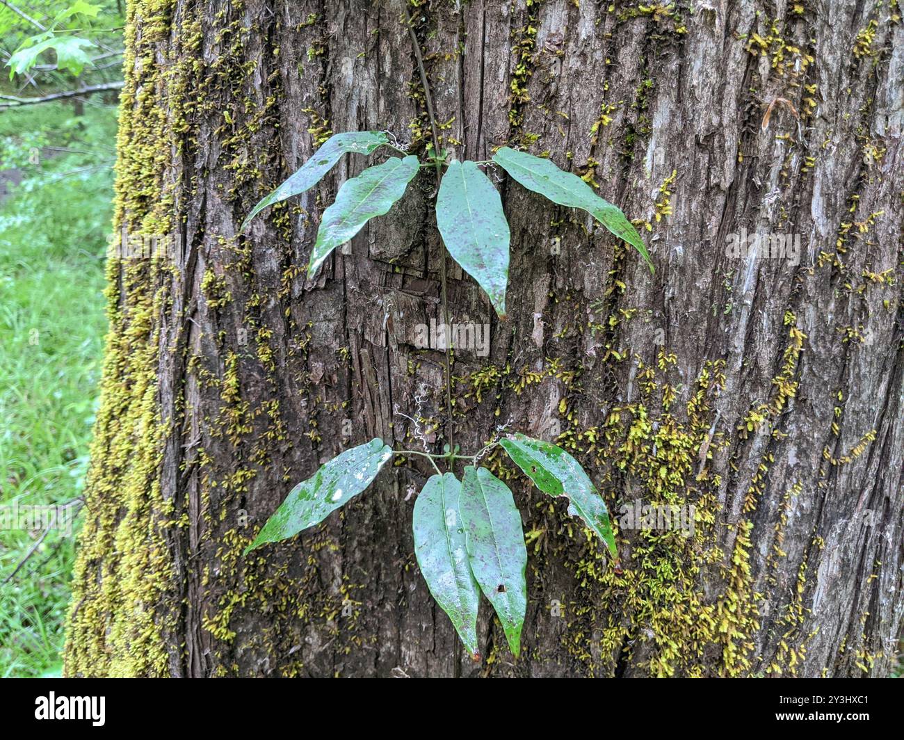 cross vine (Bignonia capreolata) Plantae Stock Photo - Alamy