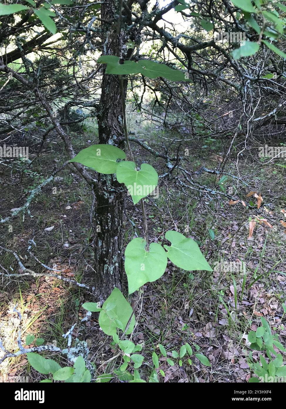 Pearl Milkweed (Matelea reticulata) Plantae Stock Photo - Alamy