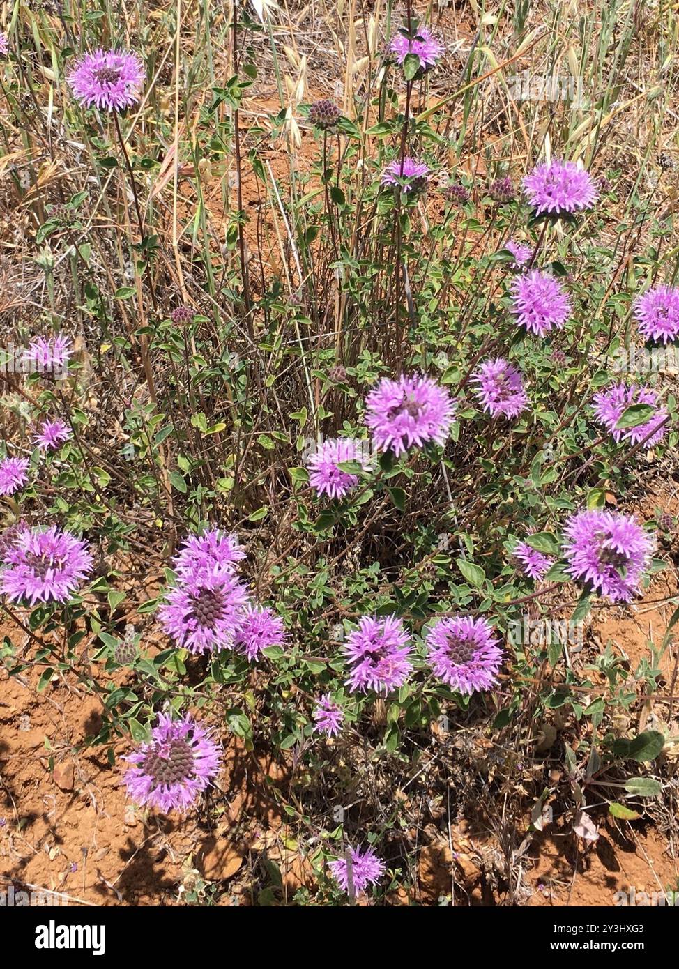 Coyote Mint (Monardella villosa) Plantae Stock Photo - Alamy