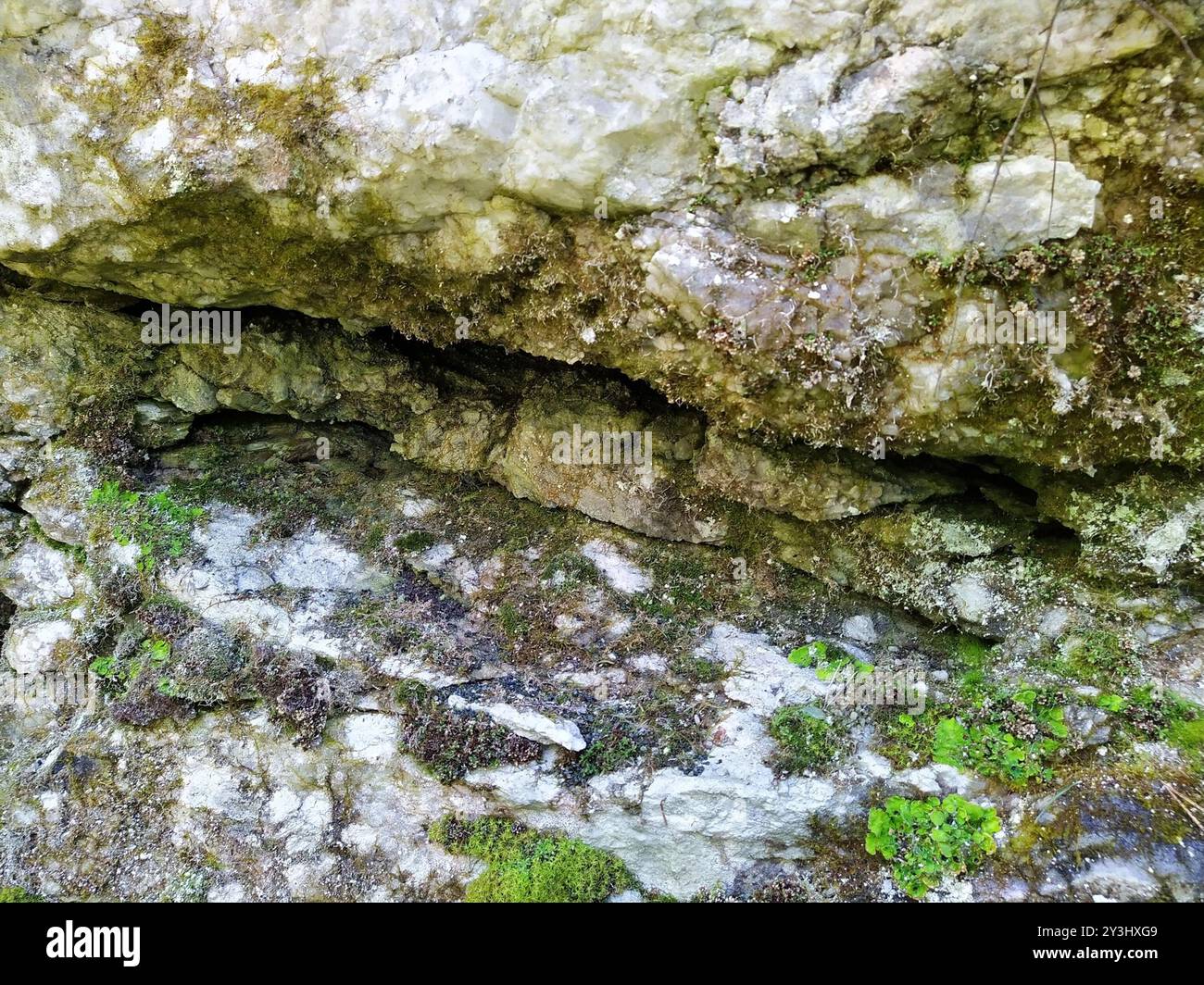 Common Chocolate Chip Lichen (Solorina saccata) Fungi Stock Photo - Alamy