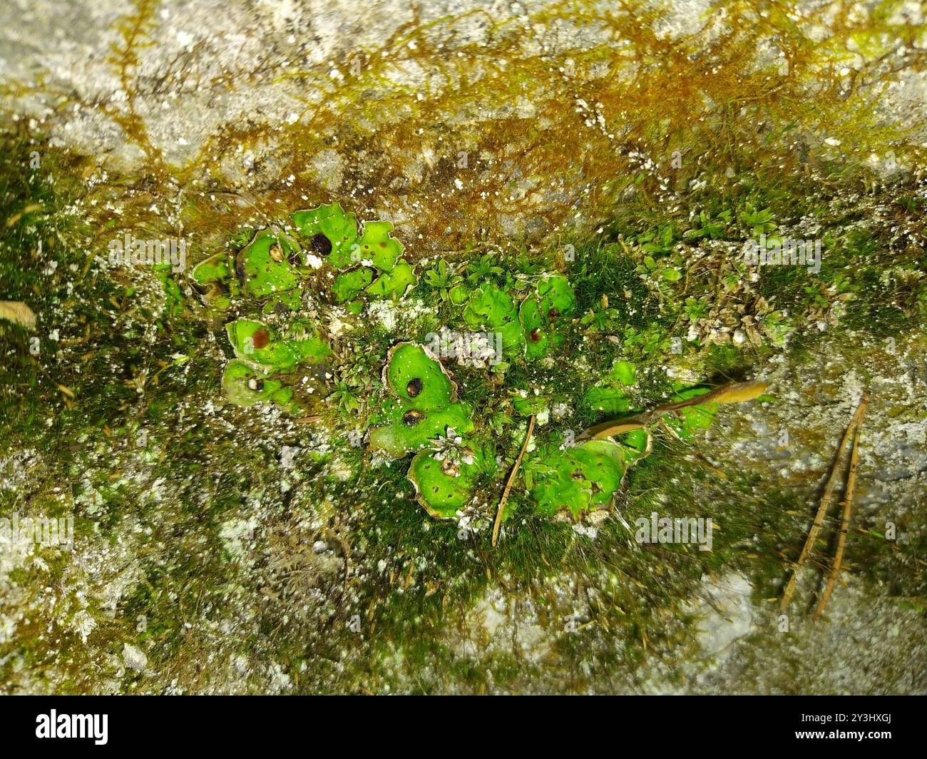 Common Chocolate Chip Lichen (Solorina saccata) Fungi Stock Photo - Alamy