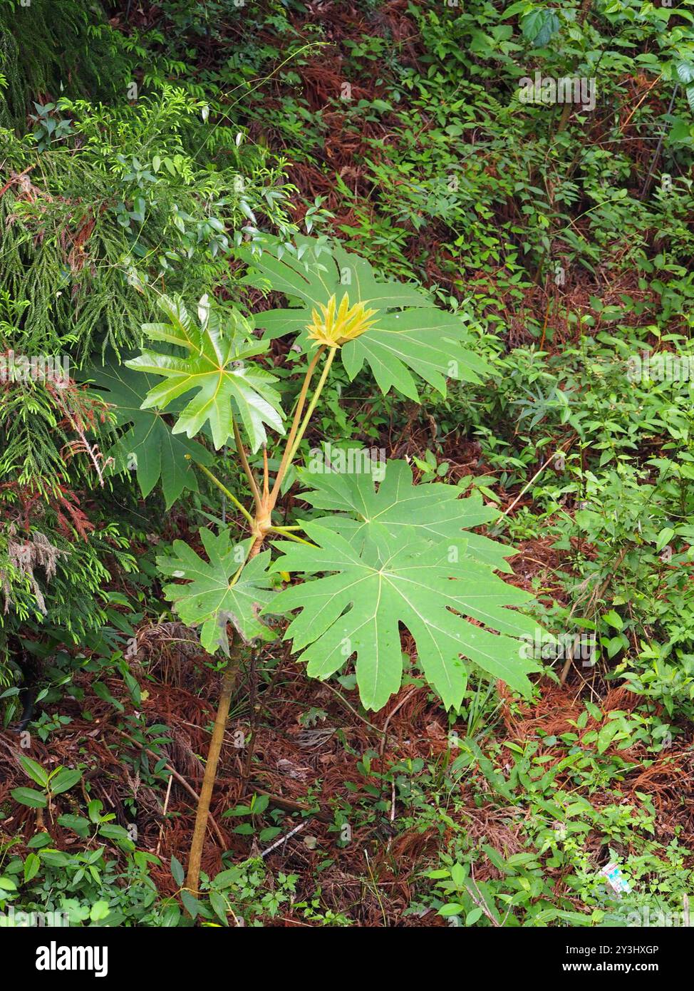 Rice paper plant (Tetrapanax papyrifer) Plantae Stock Photo - Alamy