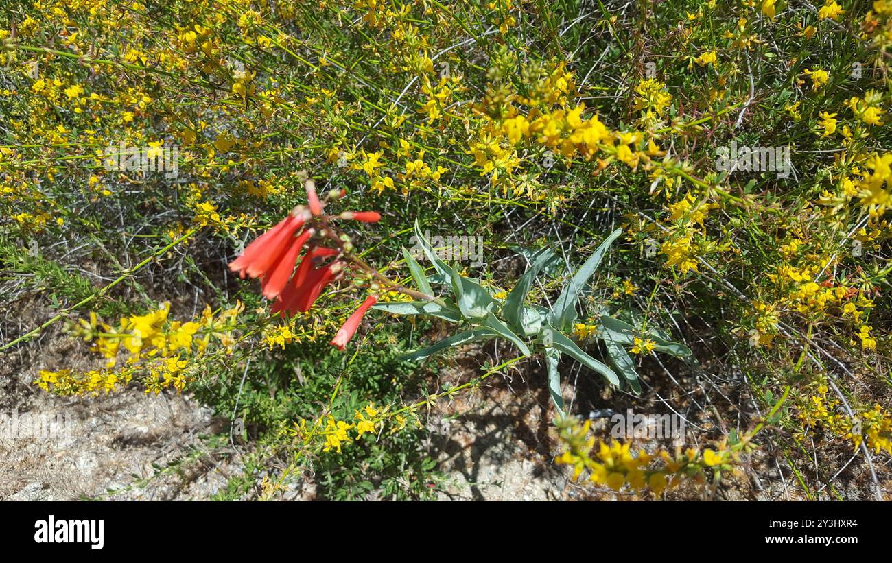 scarlet bugler (Penstemon centranthifolius) Plantae Stock Photo - Alamy