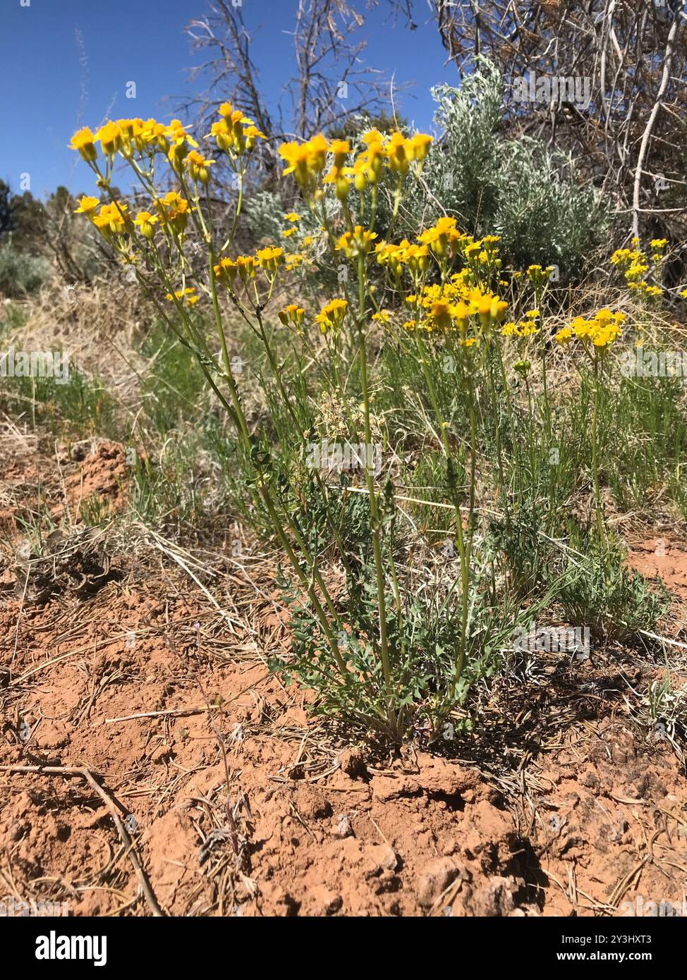 Lobeleaf Groundsel (Packera multilobata) Plantae Stock Photo - Alamy