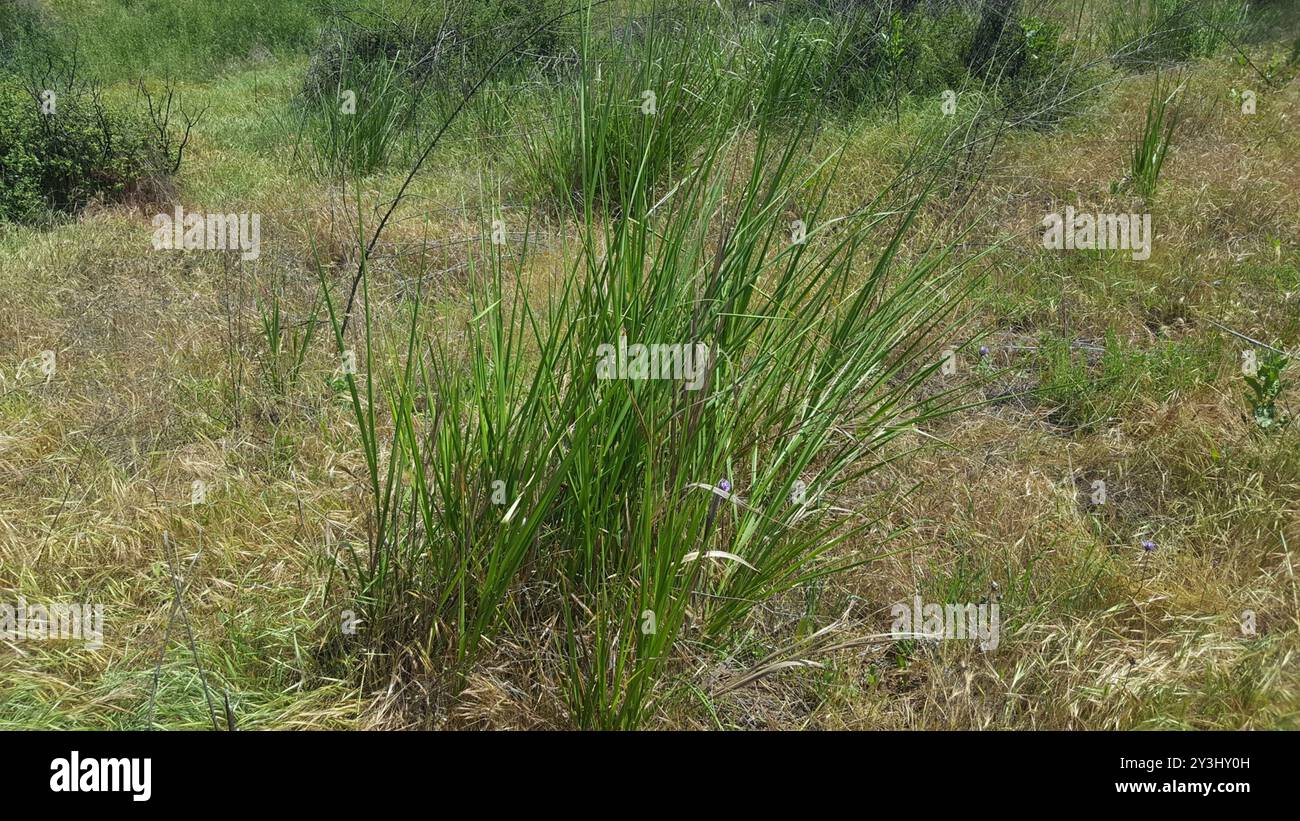 giant wild rye (Leymus condensatus) Plantae Stock Photo - Alamy