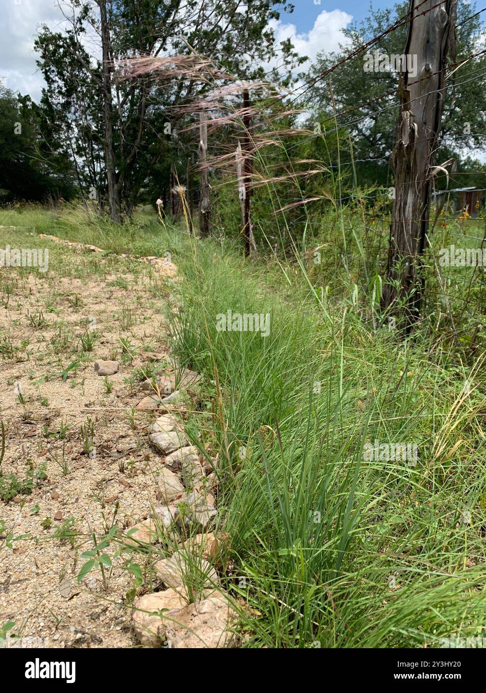 Purple Threeawn (Aristida purpurea) Plantae Stock Photo - Alamy