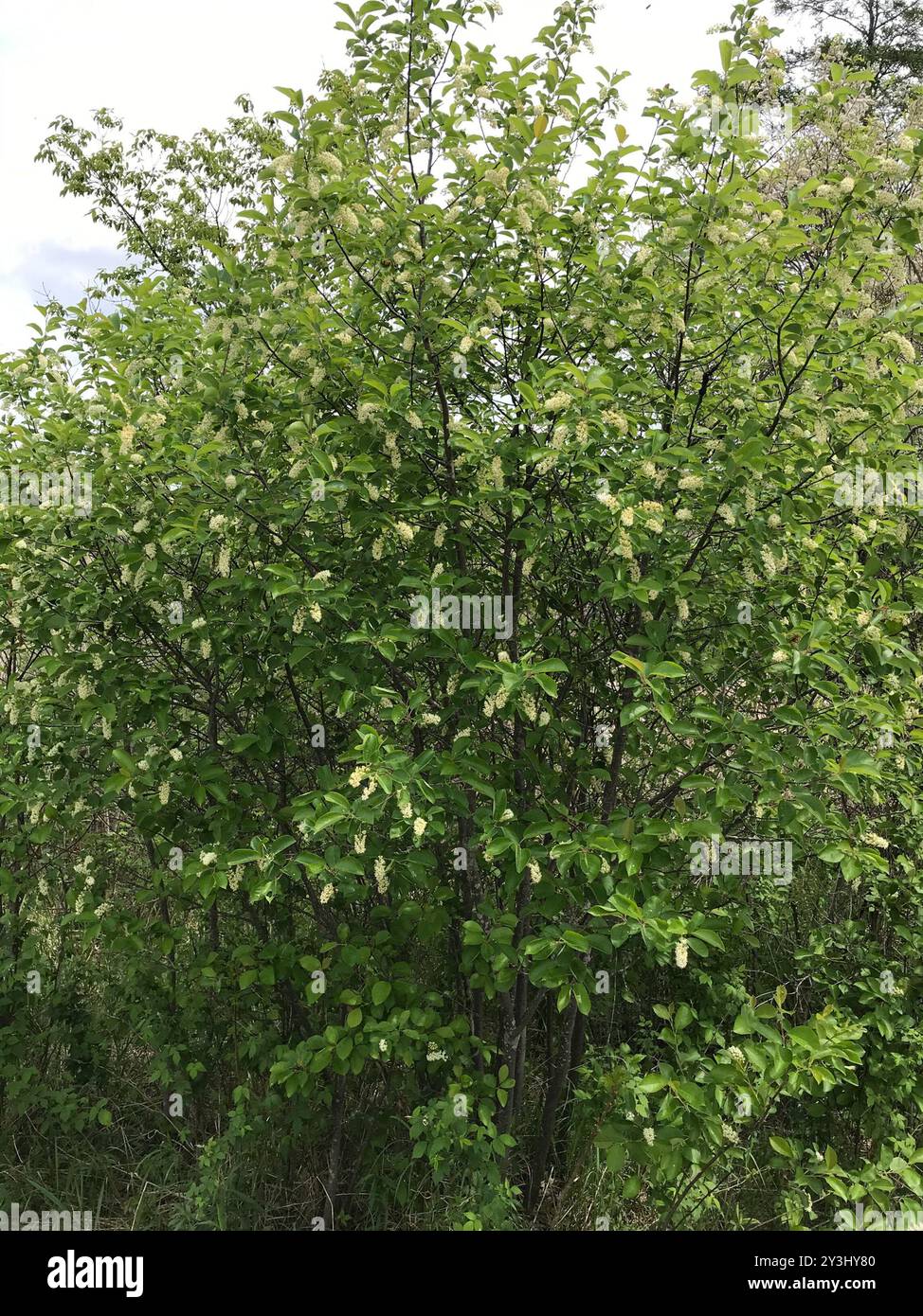 chokecherry (Prunus virginiana) Plantae Stock Photo - Alamy