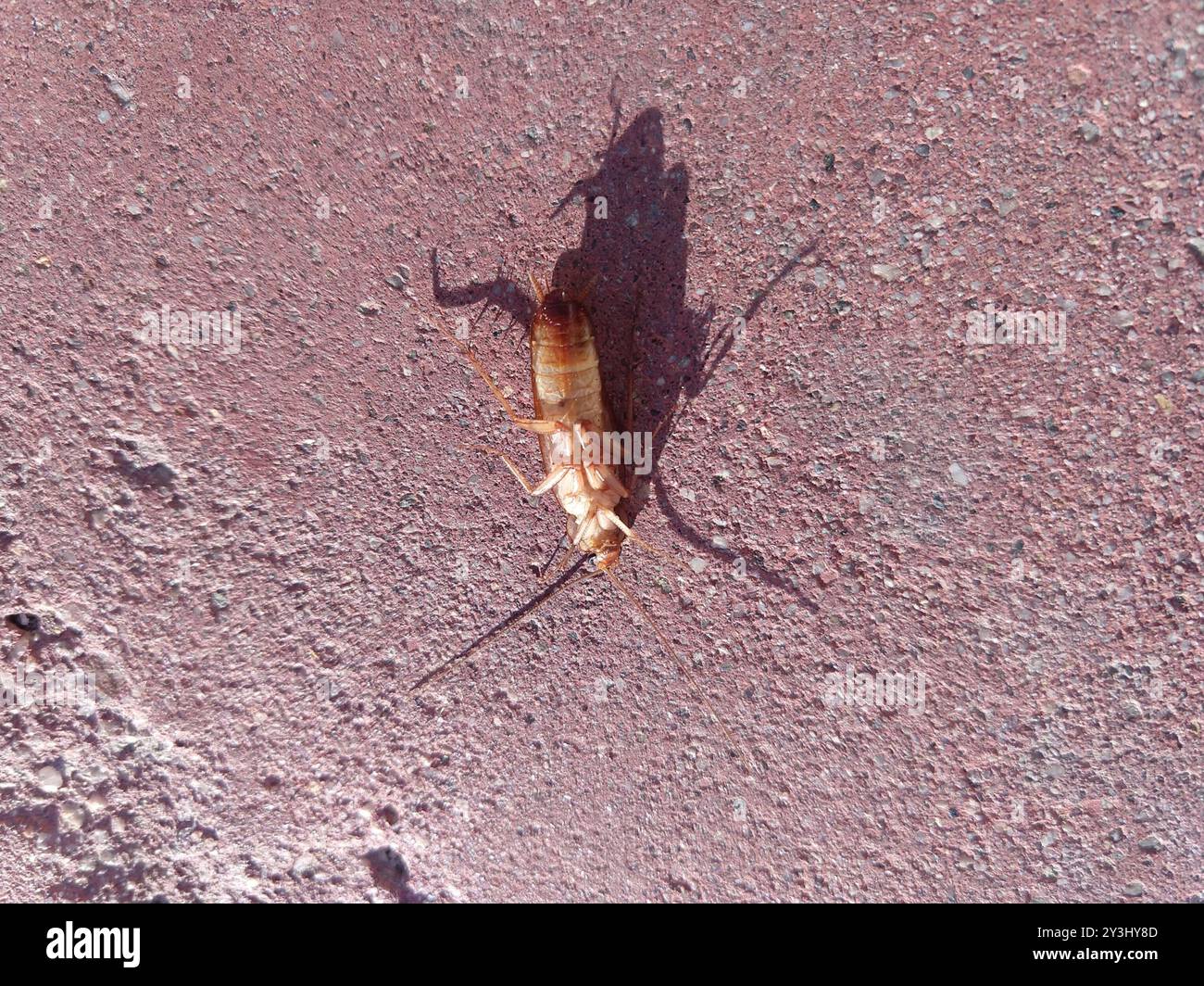 Turkestan Cockroach (Periplaneta lateralis) Insecta Stock Photo - Alamy