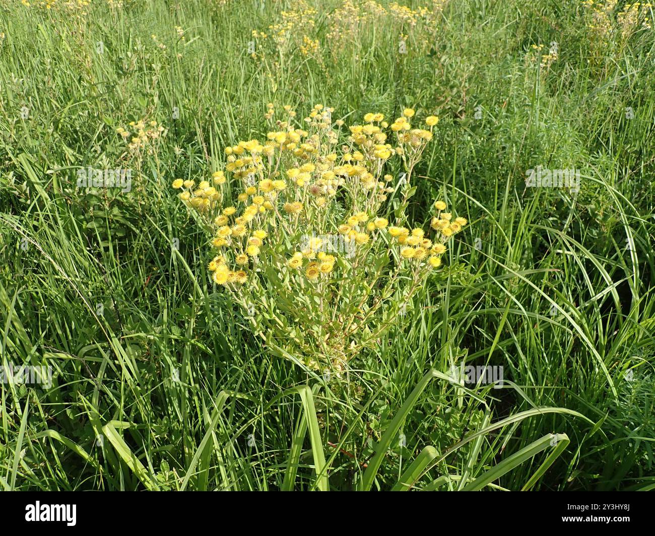 Helichrysum cooperi hi-res stock photography and images - Alamy