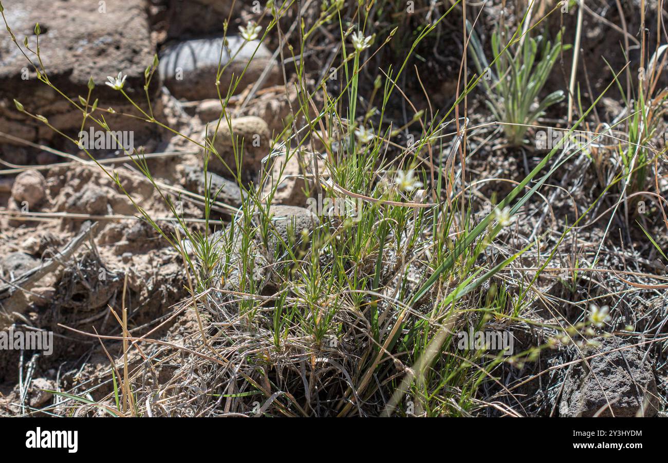 Eastwood's Sandwort (Eremogone eastwoodiae) Plantae Stock Photo - Alamy