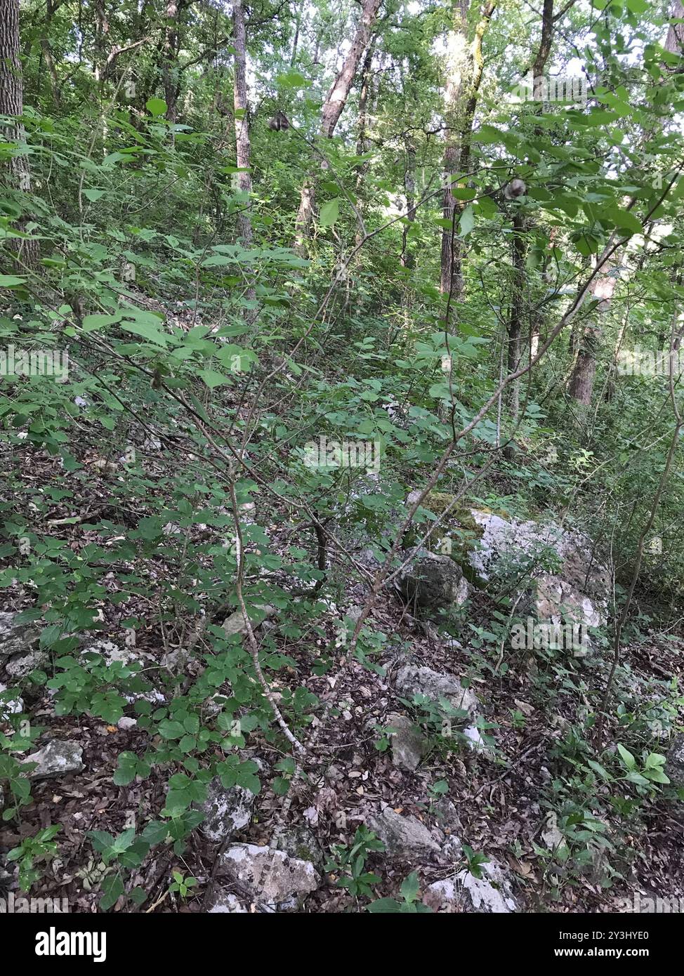 common hoptree (Ptelea trifoliata) Plantae Stock Photo - Alamy