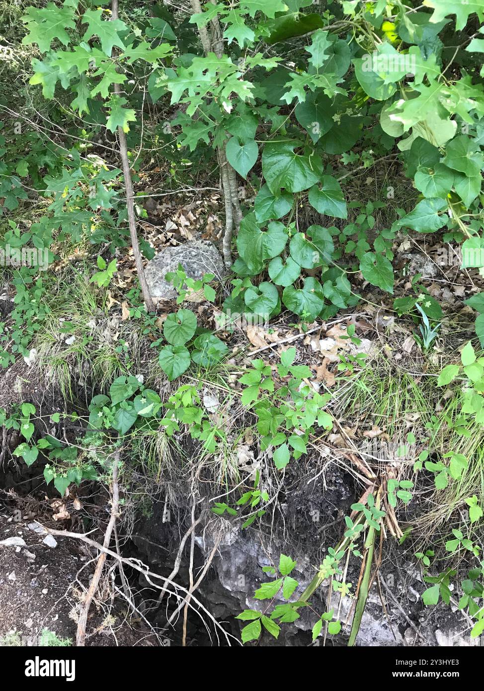 Pearl Milkweed (Matelea reticulata) Plantae Stock Photo - Alamy