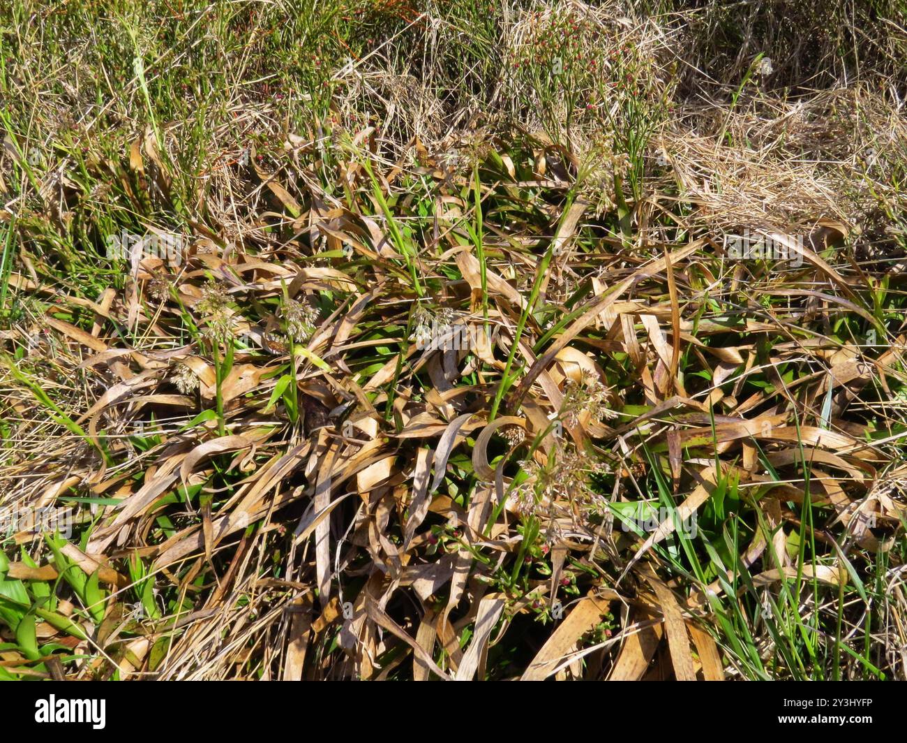 Hairy Woodrush (Luzula pilosa) Plantae Stock Photo - Alamy