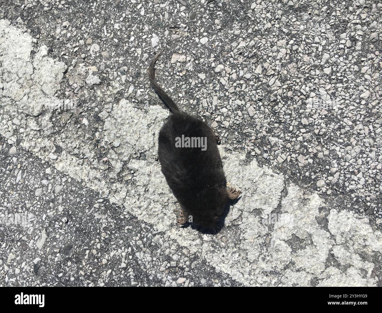 Star-nosed Mole (Condylura cristata) Mammalia Stock Photo - Alamy