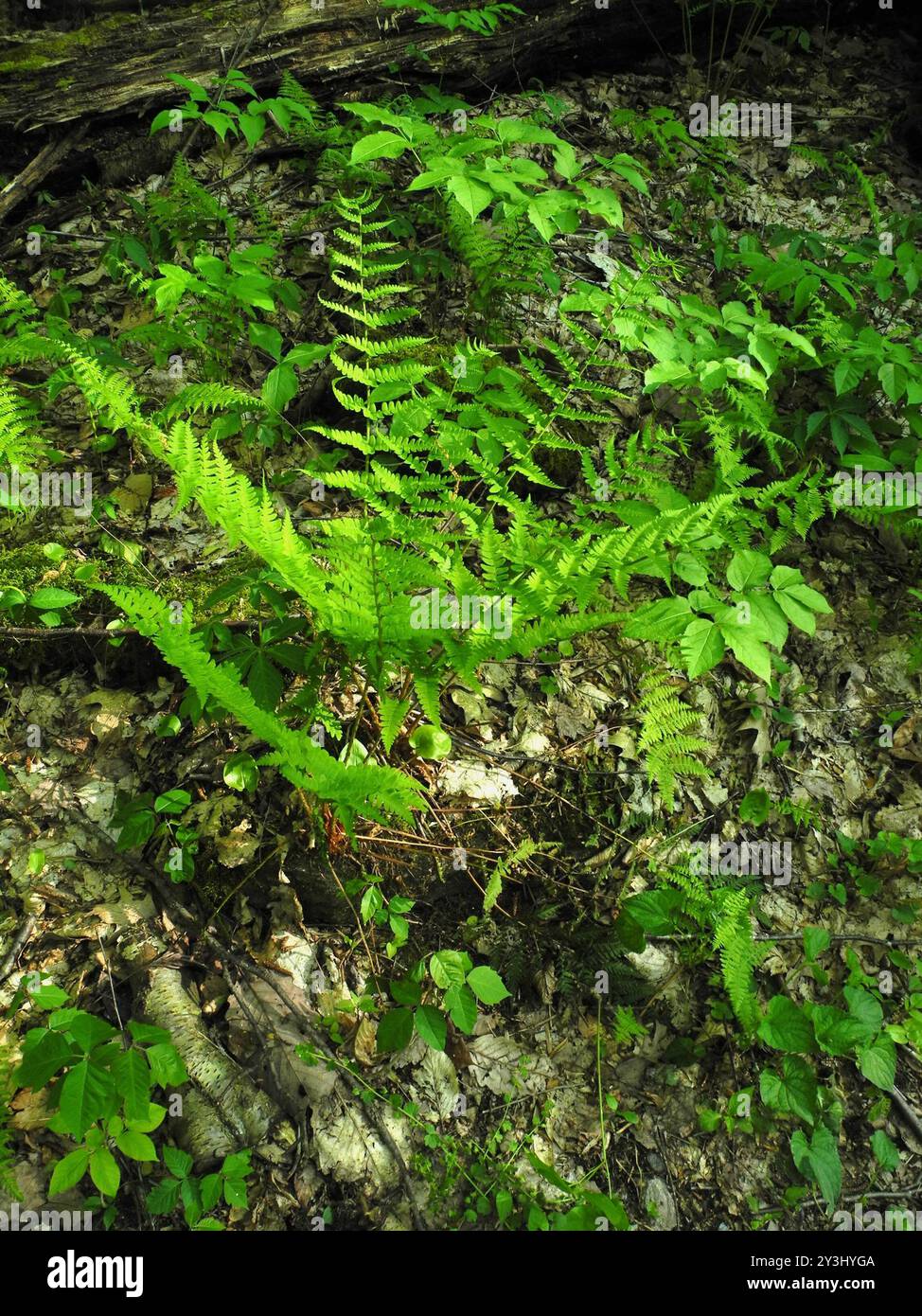 marginal wood fern (Dryopteris marginalis) Plantae Stock Photo - Alamy