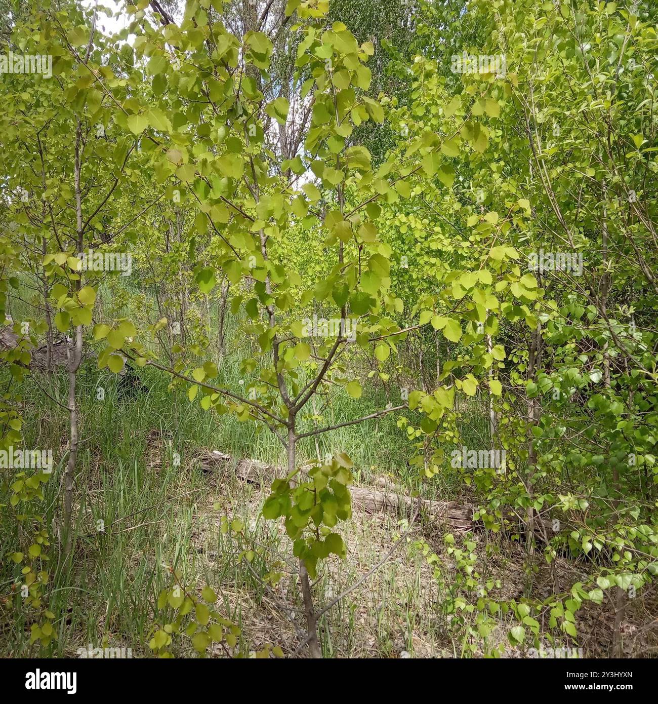 European aspen (Populus tremula) Plantae Stock Photo - Alamy