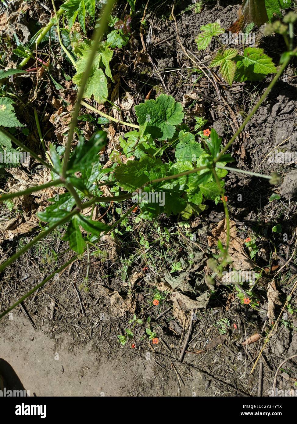 Pacific Sanicle (Sanicula crassicaulis) Plantae Stock Photo - Alamy