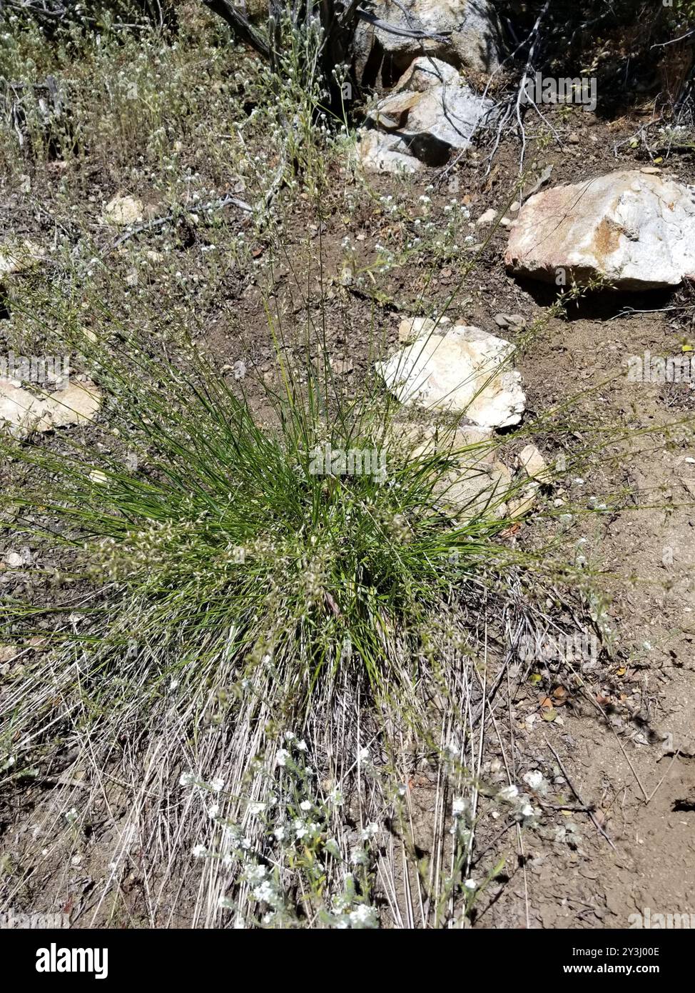smallflower melicgrass (Melica imperfecta) Plantae Stock Photo - Alamy