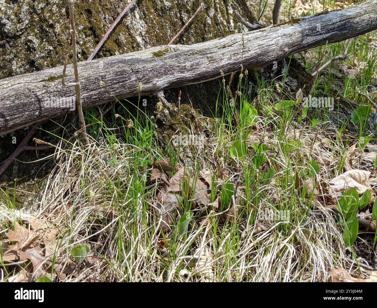 Pennsylvania sedge (Carex pensylvanica) Plantae Stock Photo - Alamy