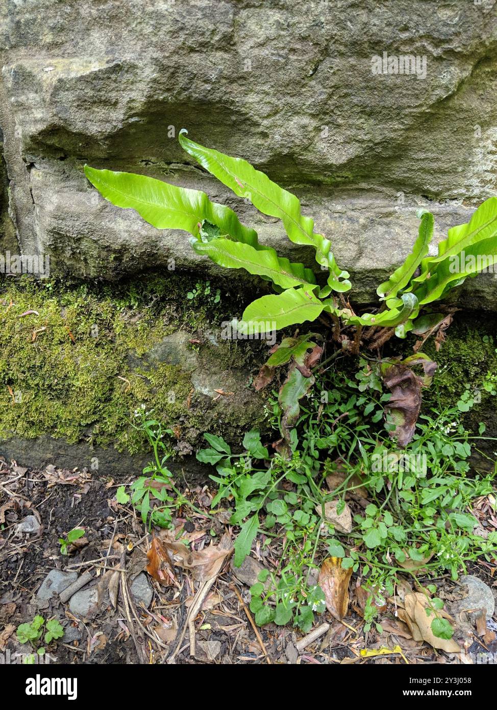Hart's-tongue fern (Asplenium scolopendrium) Plantae Stock Photo - Alamy