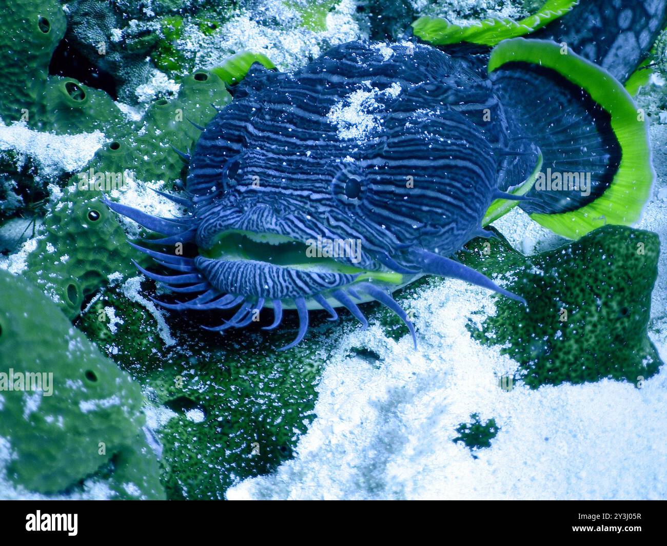 Splendid Toadfish (Sanopus splendidus) Actinopterygii Stock Photo - Alamy