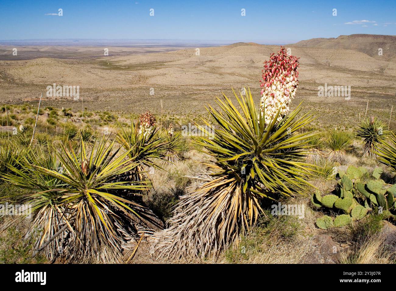 Spanish dagger (Yucca treculiana) Plantae Stock Photo - Alamy