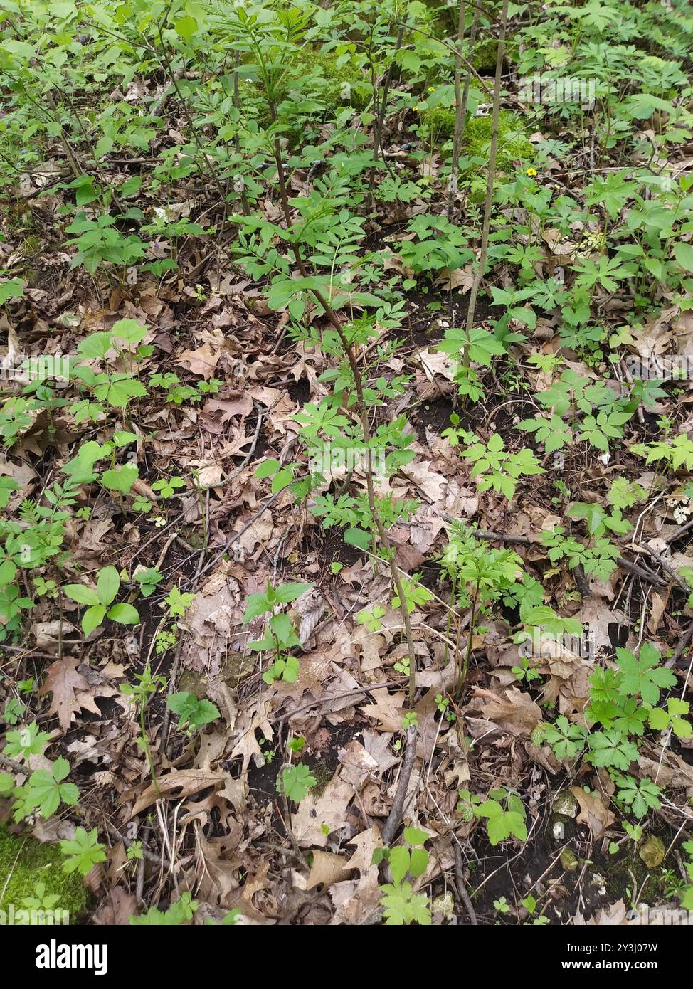 common prickly ash (Zanthoxylum americanum) Plantae Stock Photo - Alamy