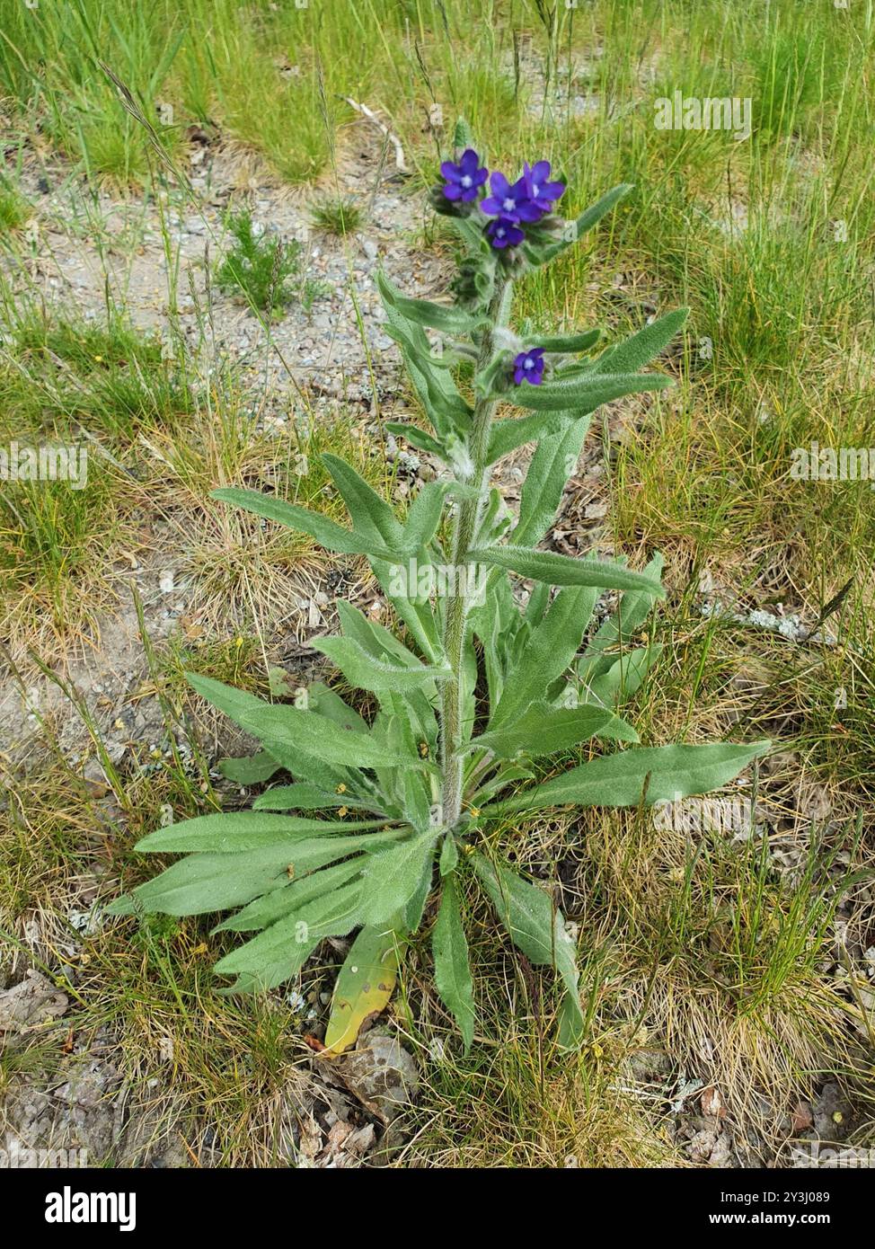 common alkanet (Anchusa officinalis) Plantae Stock Photo - Alamy