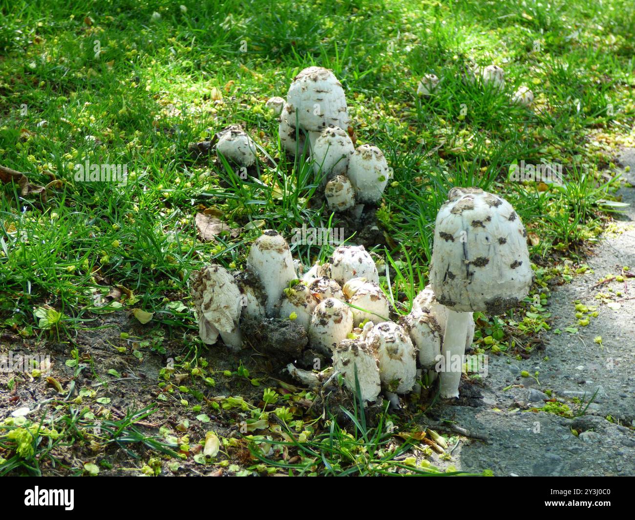inky caps (Coprinus) Fungi Stock Photo - Alamy
