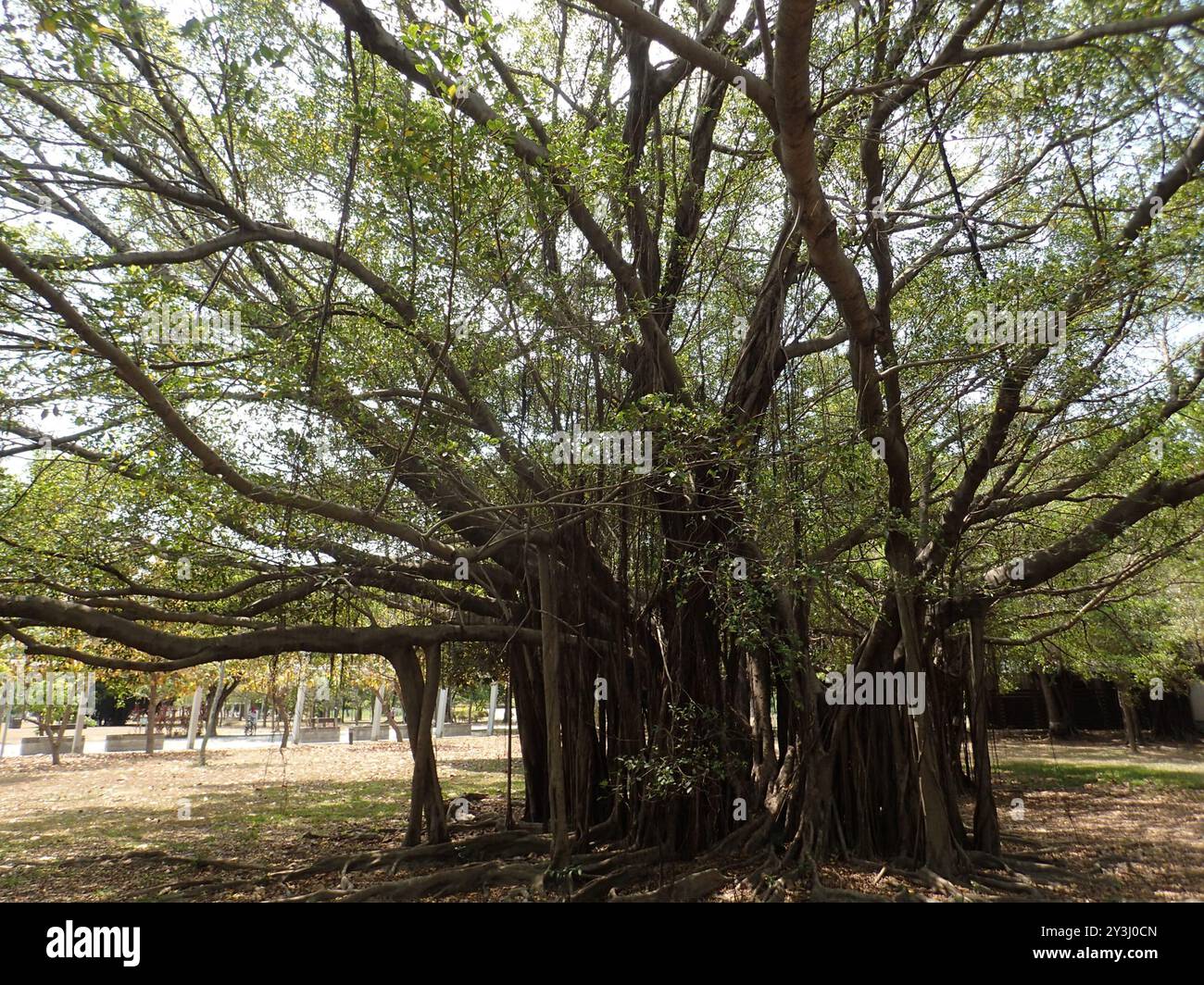 Chinese banyan (Ficus microcarpa) Plantae Stock Photo - Alamy