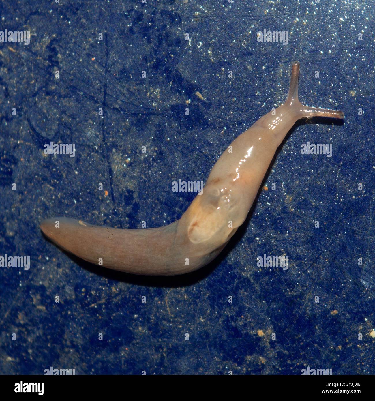 Smooth Land Slugs (Deroceras) Mollusca Stock Photo - Alamy
