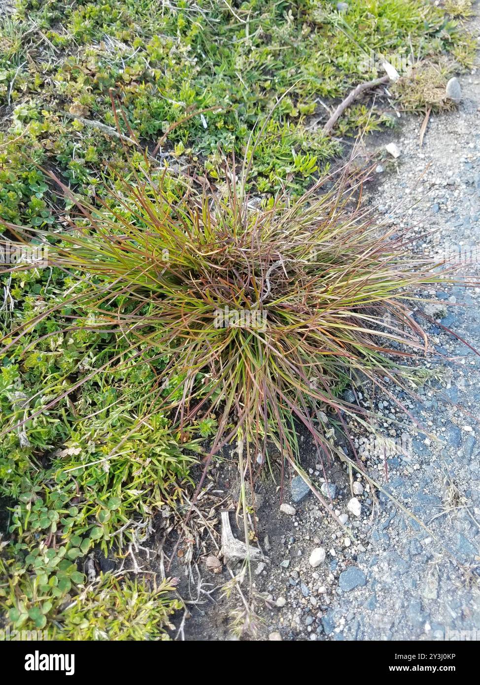 grasses, sedges, cattails, and allies (Poales) Plantae Stock Photo - Alamy