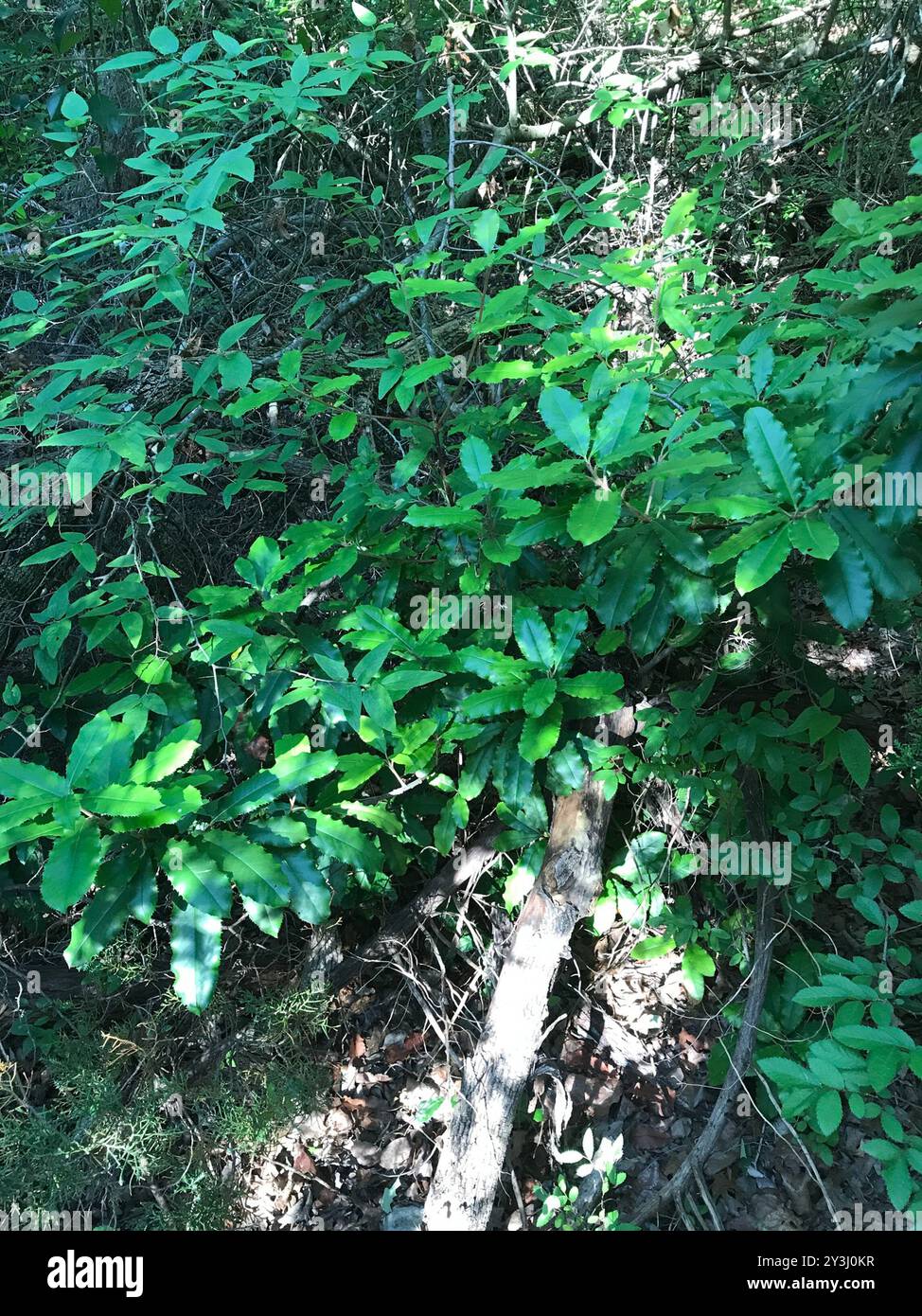 Chinese Photinia (Photinia serratifolia) Plantae Stock Photo - Alamy