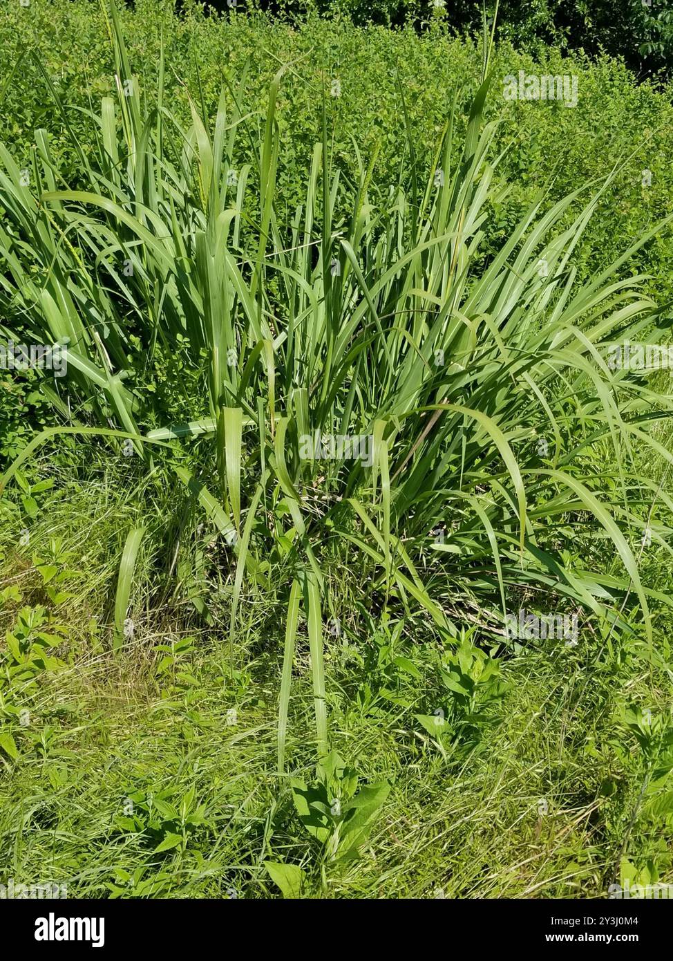 eastern gamagrass (Tripsacum dactyloides) Plantae Stock Photo - Alamy