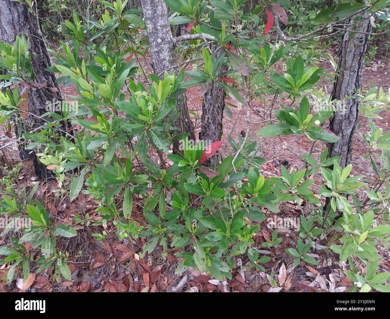 Loblolly bay (Gordonia lasianthus) Plantae Stock Photo - Alamy