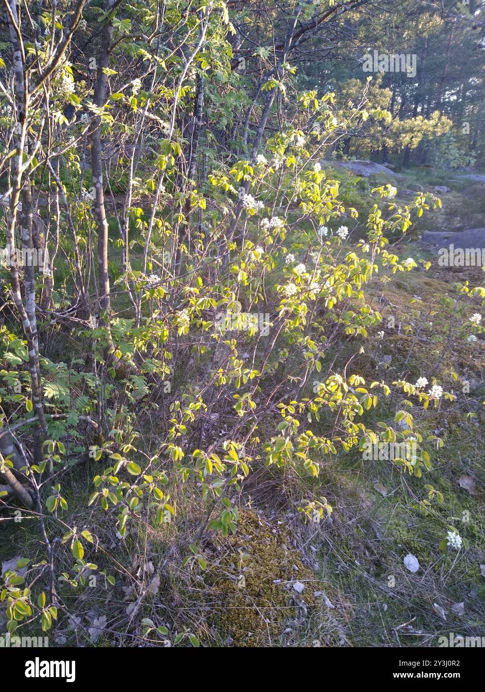 Dwarf Serviceberry (Amelanchier × spicata) Plantae Stock Photo - Alamy