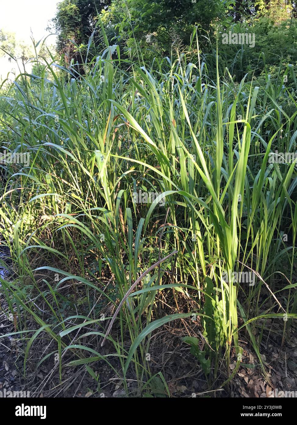 Johnson grass (Sorghum halepense) Plantae Stock Photo - Alamy