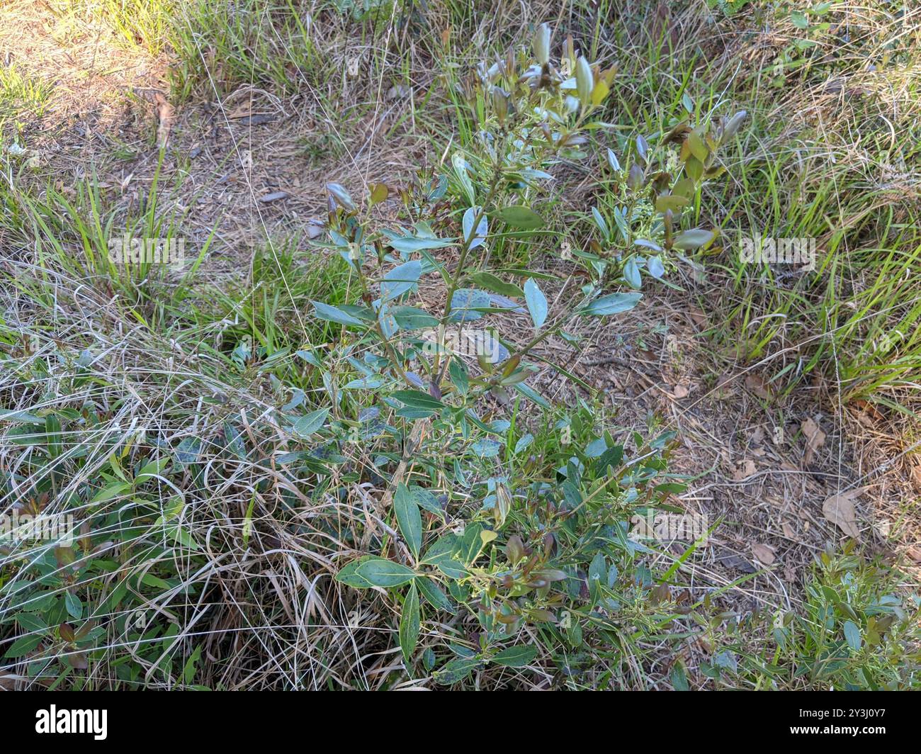 gallberry (Ilex glabra) Plantae Stock Photo - Alamy