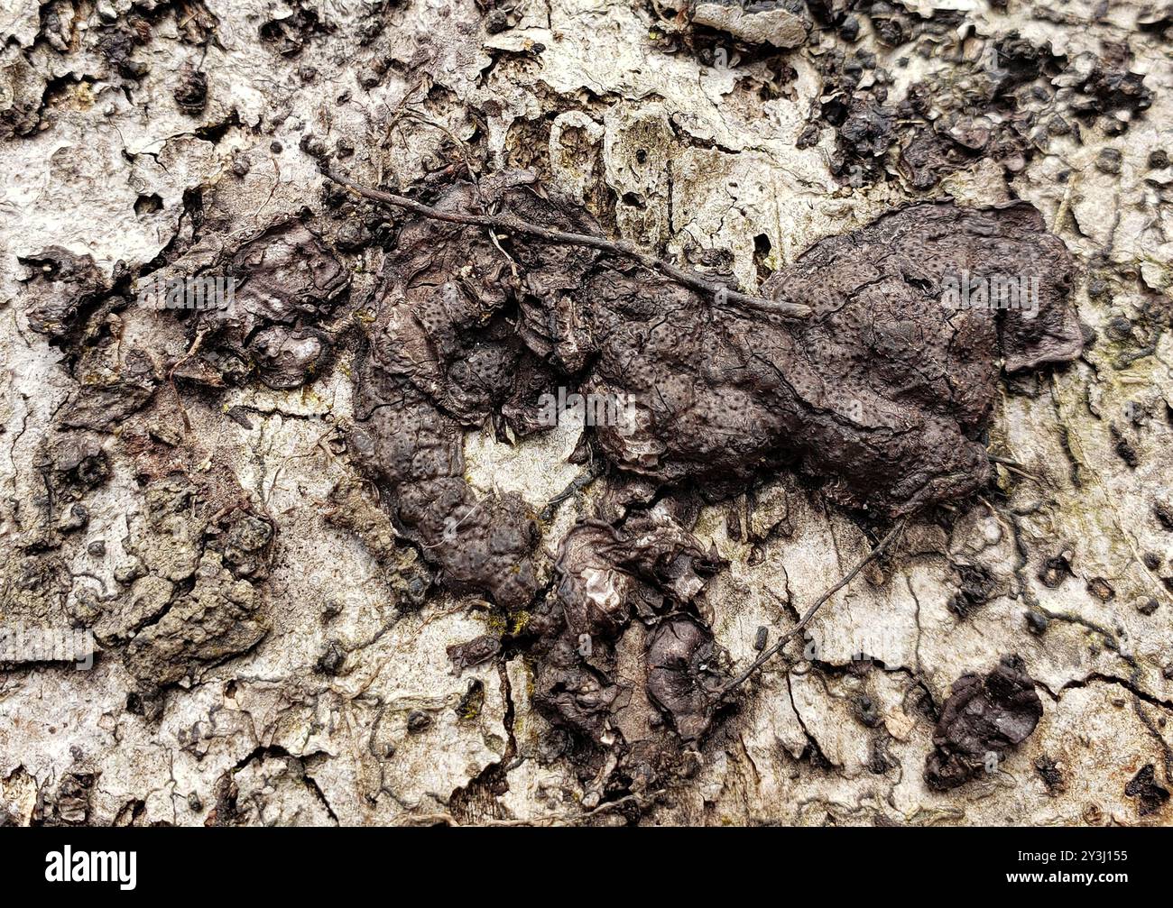Brittle Cinder (Kretzschmaria deusta) Fungi Stock Photo - Alamy