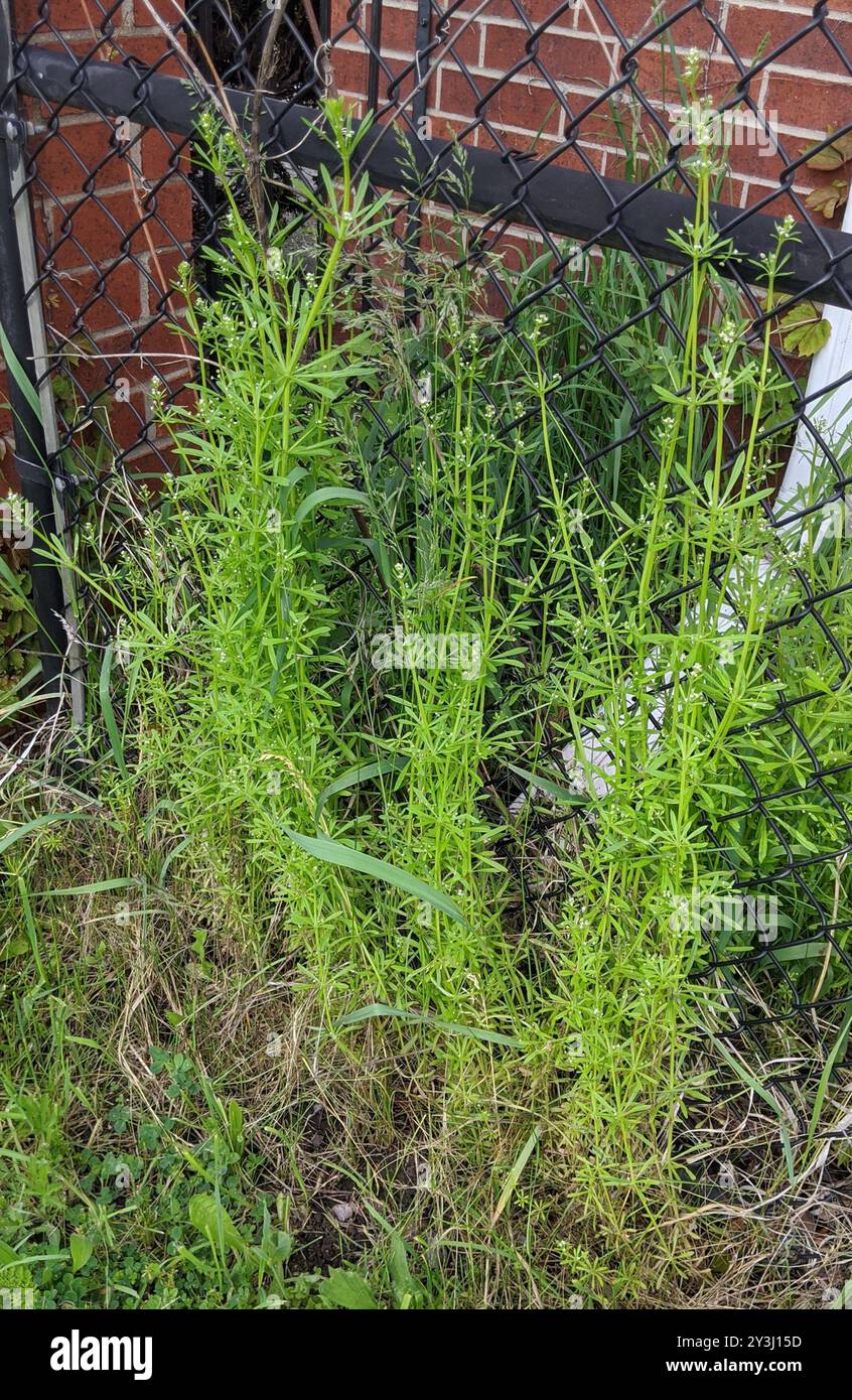 catchweed bedstraw (Galium aparine) Plantae Stock Photo - Alamy