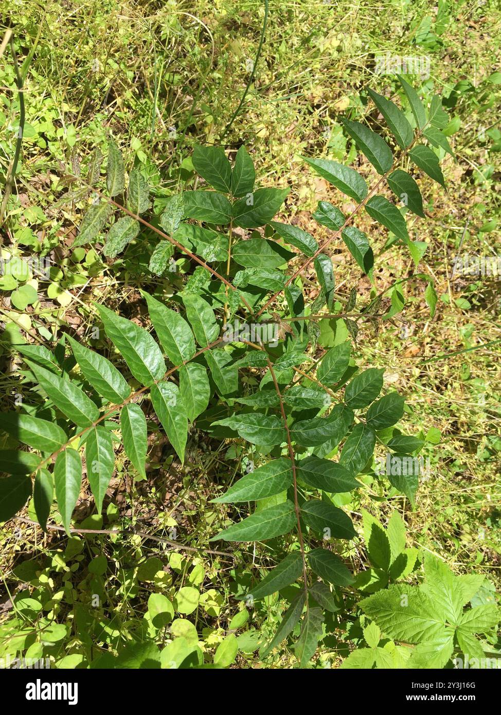 tree-of-heaven (Ailanthus altissima) Plantae Stock Photo - Alamy