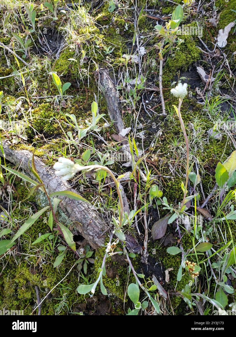 Parlin's Pussytoes (Antennaria parlinii) Plantae Stock Photo - Alamy