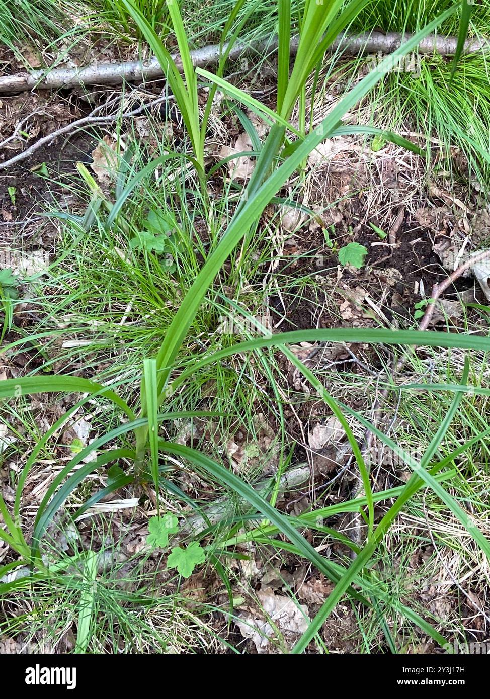 Wood Club-rush (Scirpus sylvaticus) Plantae Stock Photo - Alamy