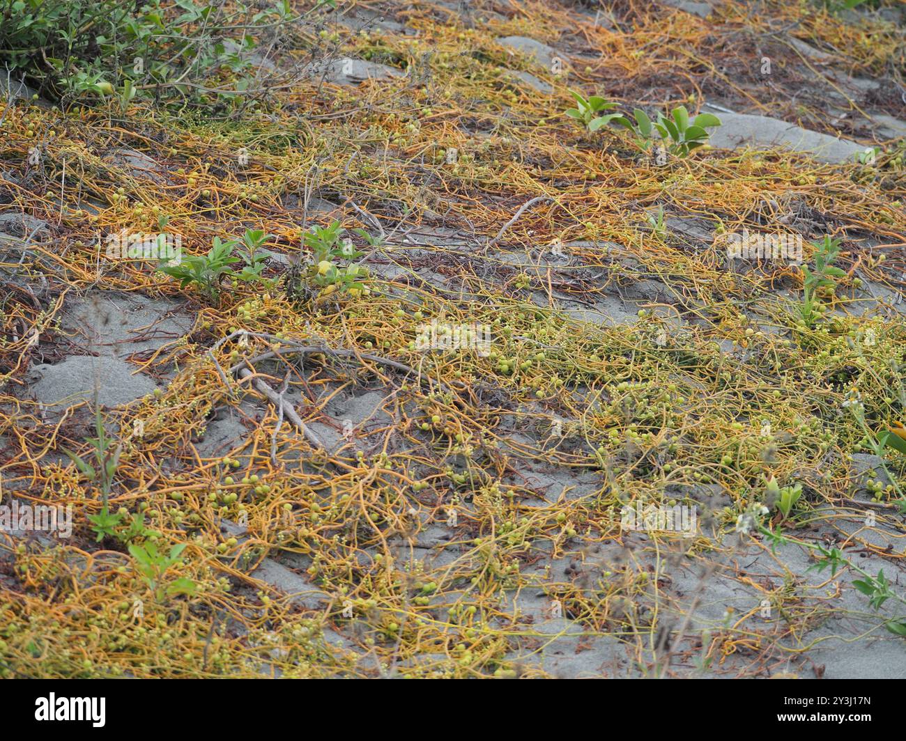 laurel dodder (Cassytha filiformis) Plantae Stock Photo - Alamy