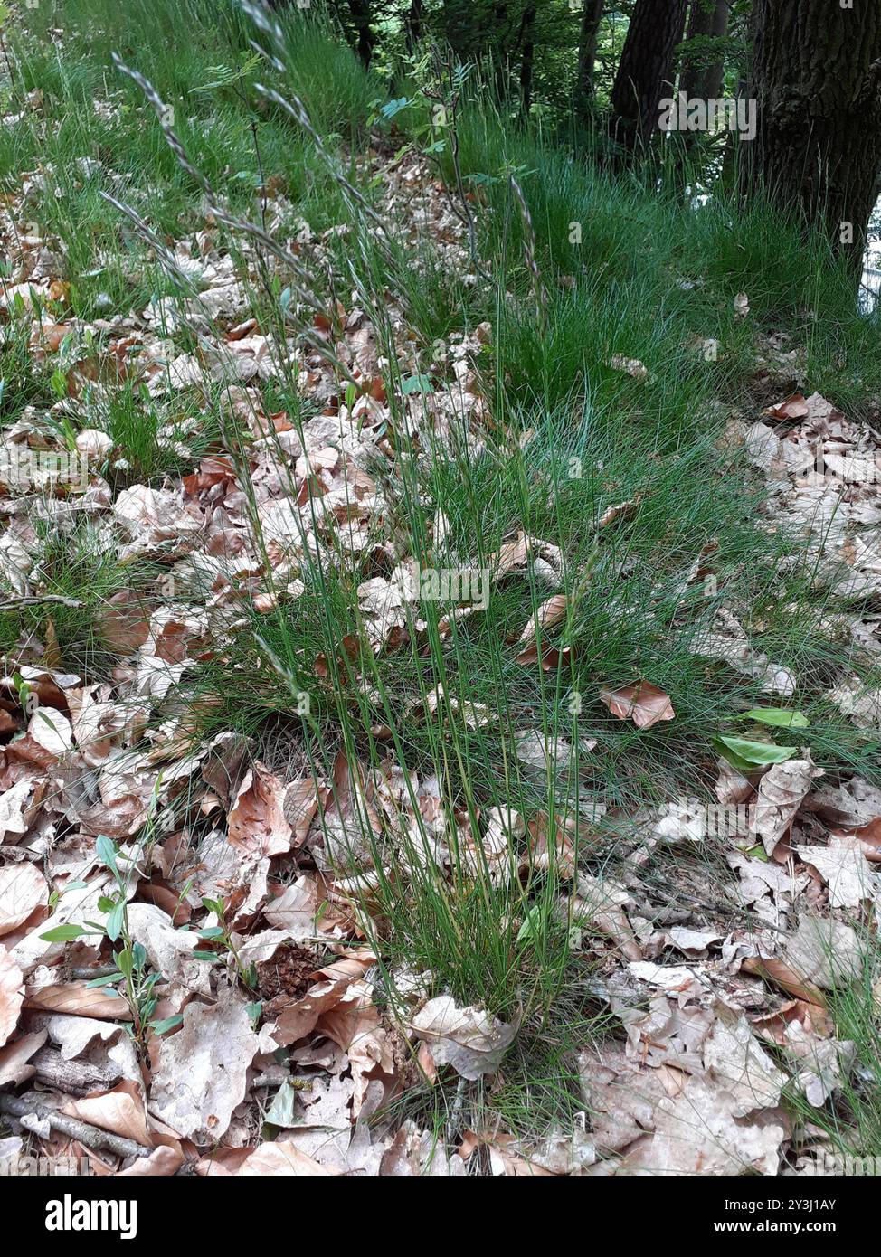 wavy hair-grass (Avenella flexuosa) Plantae Stock Photo - Alamy