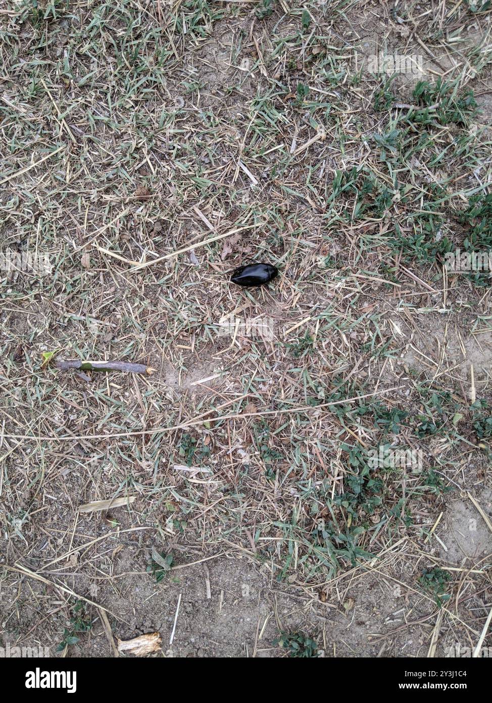 Giant Water Scavenger Beetle (Hydrophilus triangularis) Insecta Stock ...